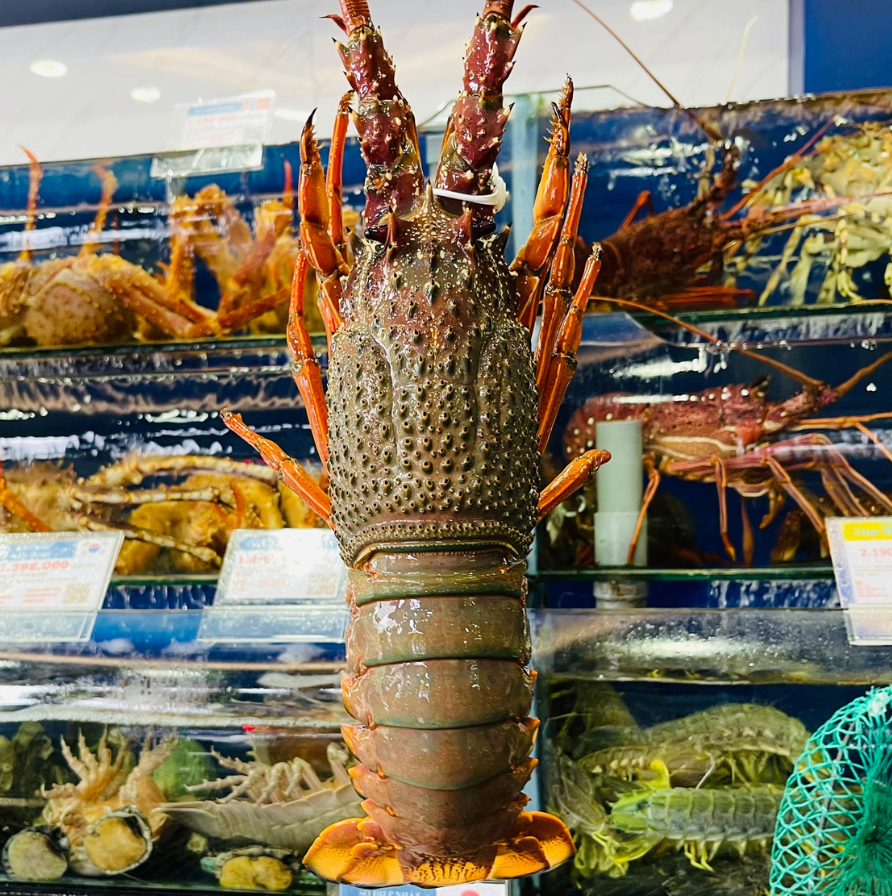 Tôm hùm Đông Úc nhập khẩu tươi sống chất lượng