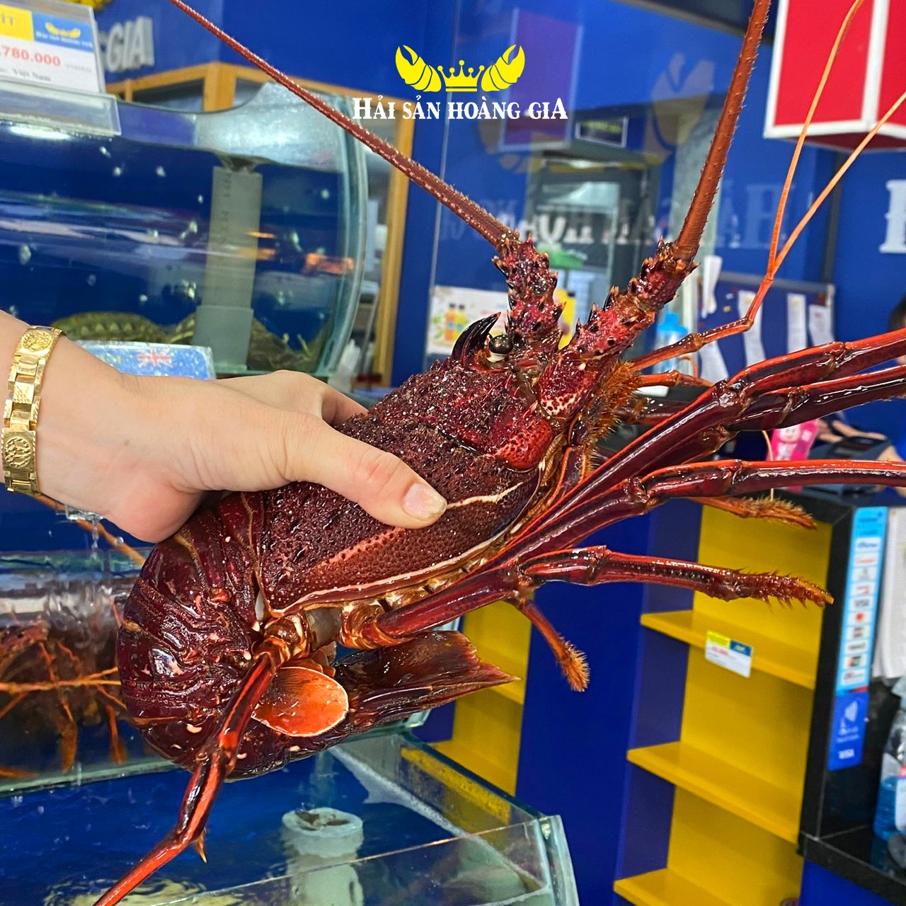 Những điều bạn chưa biết về Tôm Hùm Tây Úc