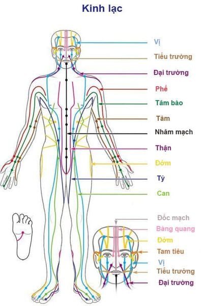 Khái quát về đường đi và ứng dụng điều trị hệ kinh mạch trên cơ thể ...