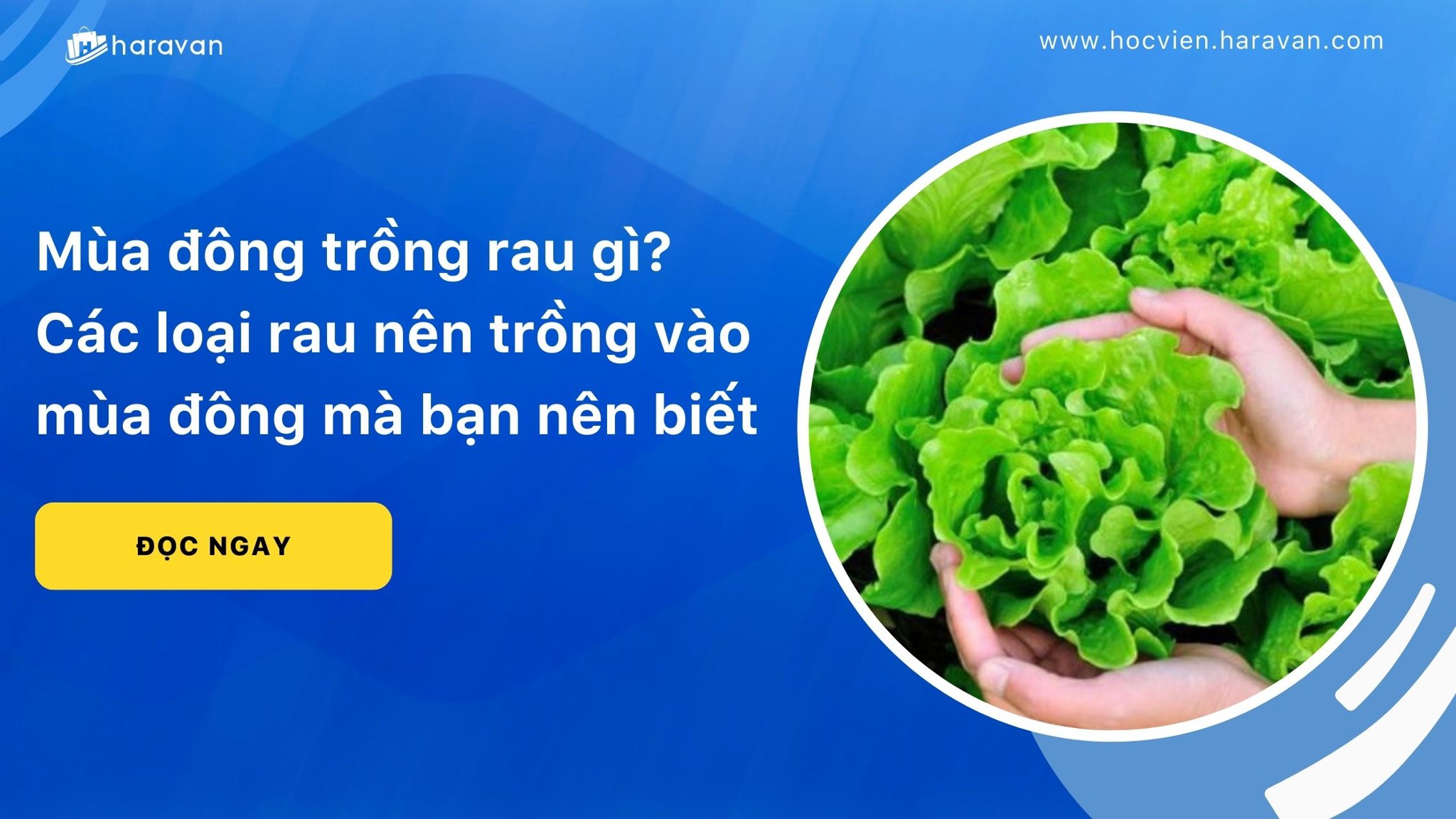 Mùa đông trồng rau gì? Các loại rau trồng vào mùa đông mà bạn nên biết