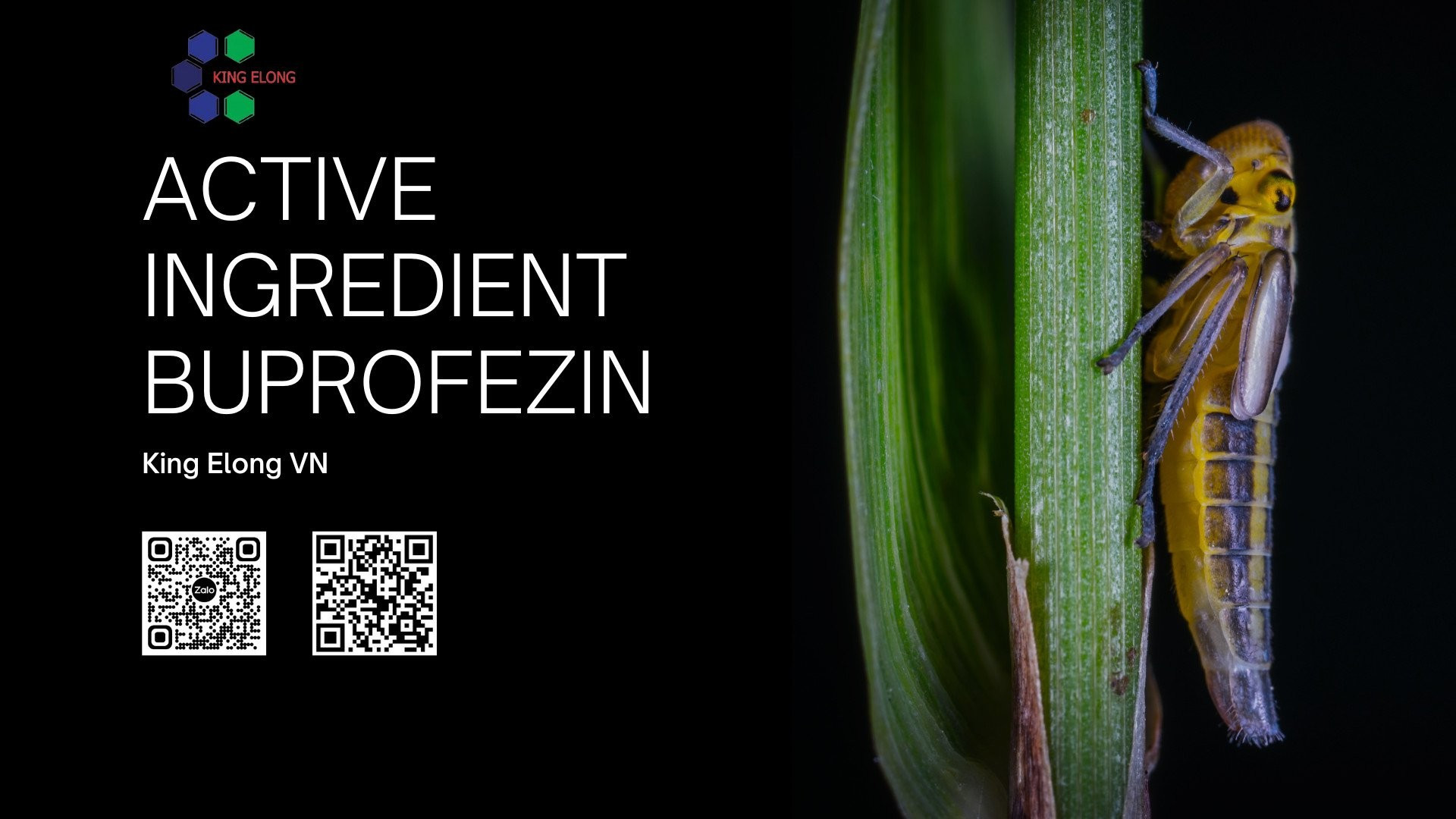 The Active Ingredient Buprofezin – Kingelong Việt Nam