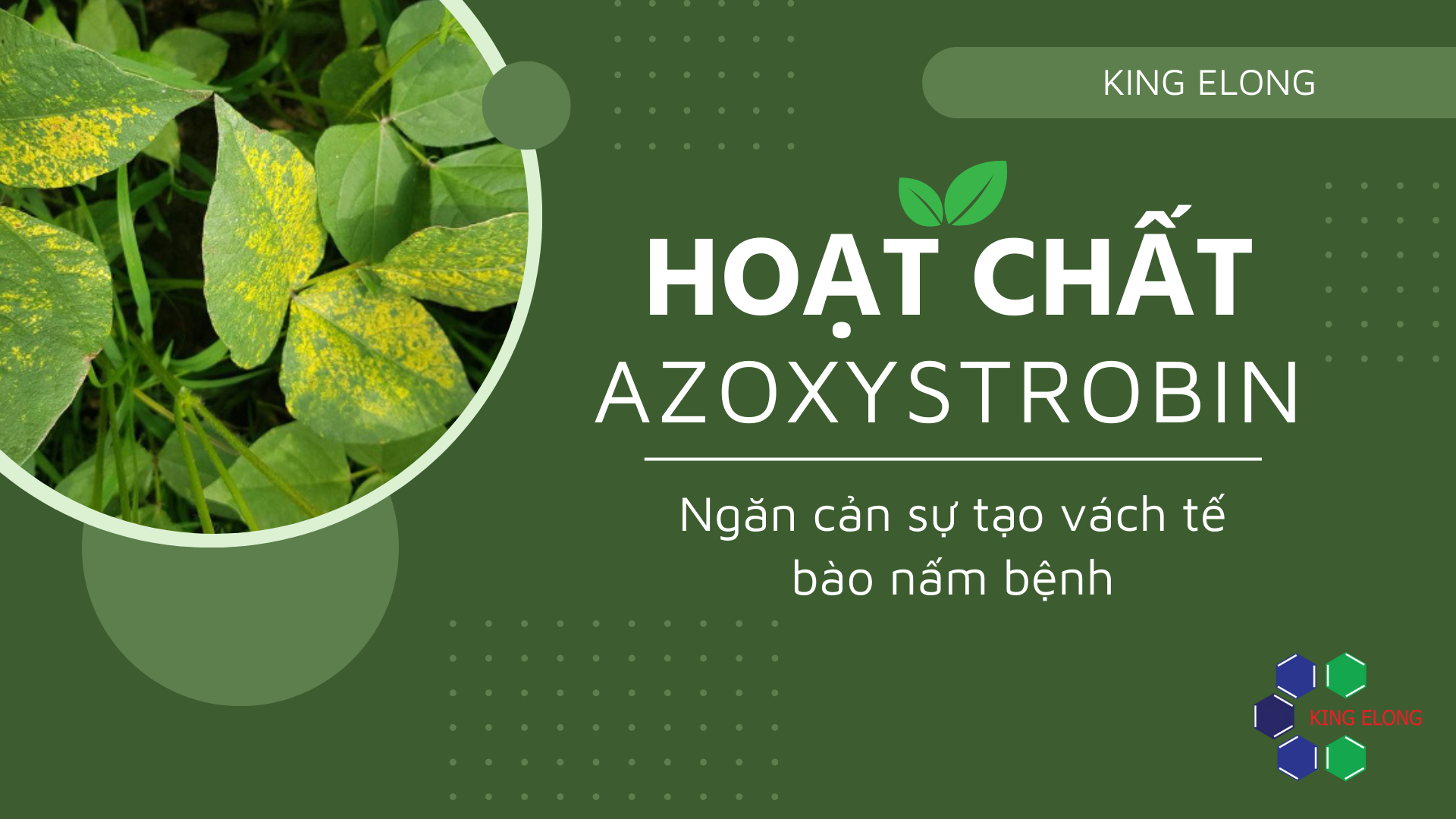 HOẠT CHẤT AZOXYSTROBIN – Kingelong Việt Nam