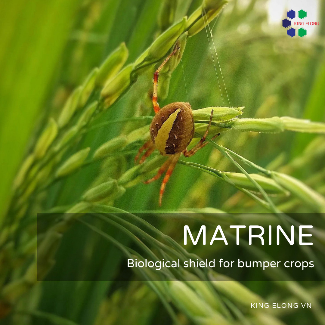 Matrine - Biological shield for bumper crops – Kingelong Việt Nam