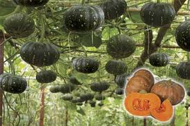 Quy trình kỹ thuật trồng và chăm sóc cây Bí Đỏ – Thế Giới Nông Nghiệp