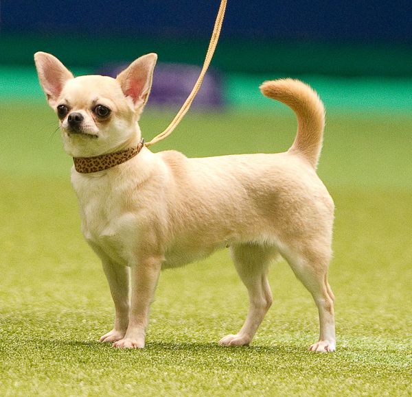 Chó Chihuahua | Nguồn Gốc, Đặc Điểm, Chăm sóc, Giá Bán tại VN