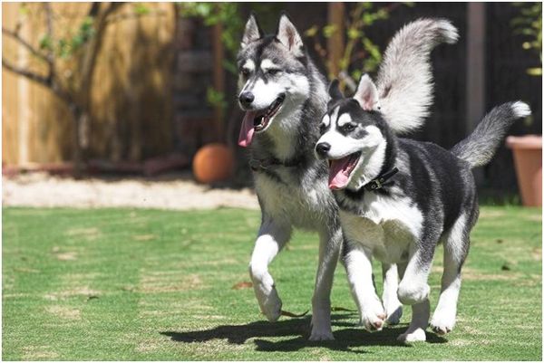 Chó Husky - Đặc Điểm, Nguồn Gốc, Phân Loại & Giá Bán | Dogparadise