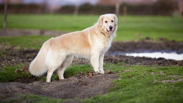 Chó Golden Retriever | Nguồn Gốc, Đặc Điểm, Chăm sóc, Giá Bán tại VN