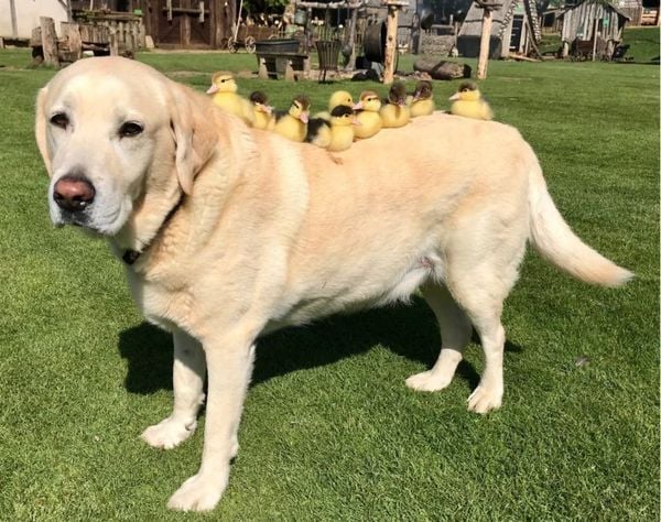 Chó Labrador: Nguồn gốc, kích thước, tập tính và cách nuôi dưỡng (2020