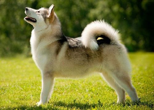 Chó Husky | Nguồn Gốc, Đặc Điểm, Chăm sóc, Giá Bán tại VN