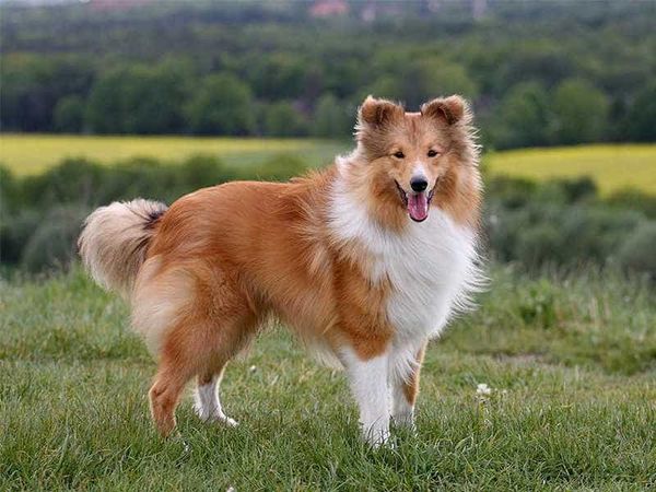 Chó lông xù | Nguồn Gốc, Đặc Điểm, Chăm sóc, Giá Bán tại VN