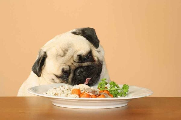 Chó Pug | Nguồn Gốc, Đặc Điểm, Chăm sóc, Giá Bán tại VN