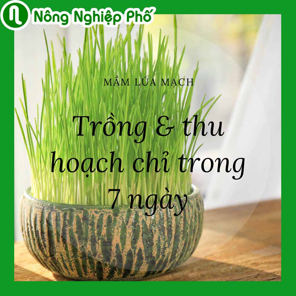 Cách trồng và thu hoạch mầm lúa mạch chỉ trong 7 ngày – Nông Nghiệp Phố