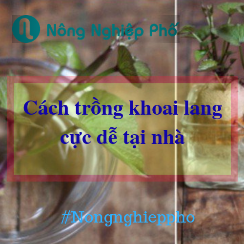 Cách trồng cây khoai lang cho nhà thêm đẹp mắt