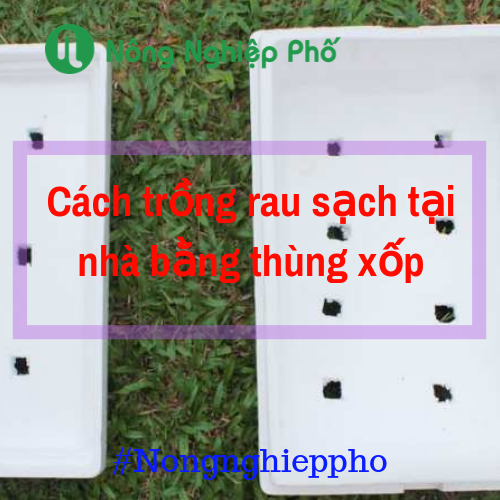 Cách trồng rau sạch tại nhà hiệu quả và tiện lợi - Nongnghieppho.vn