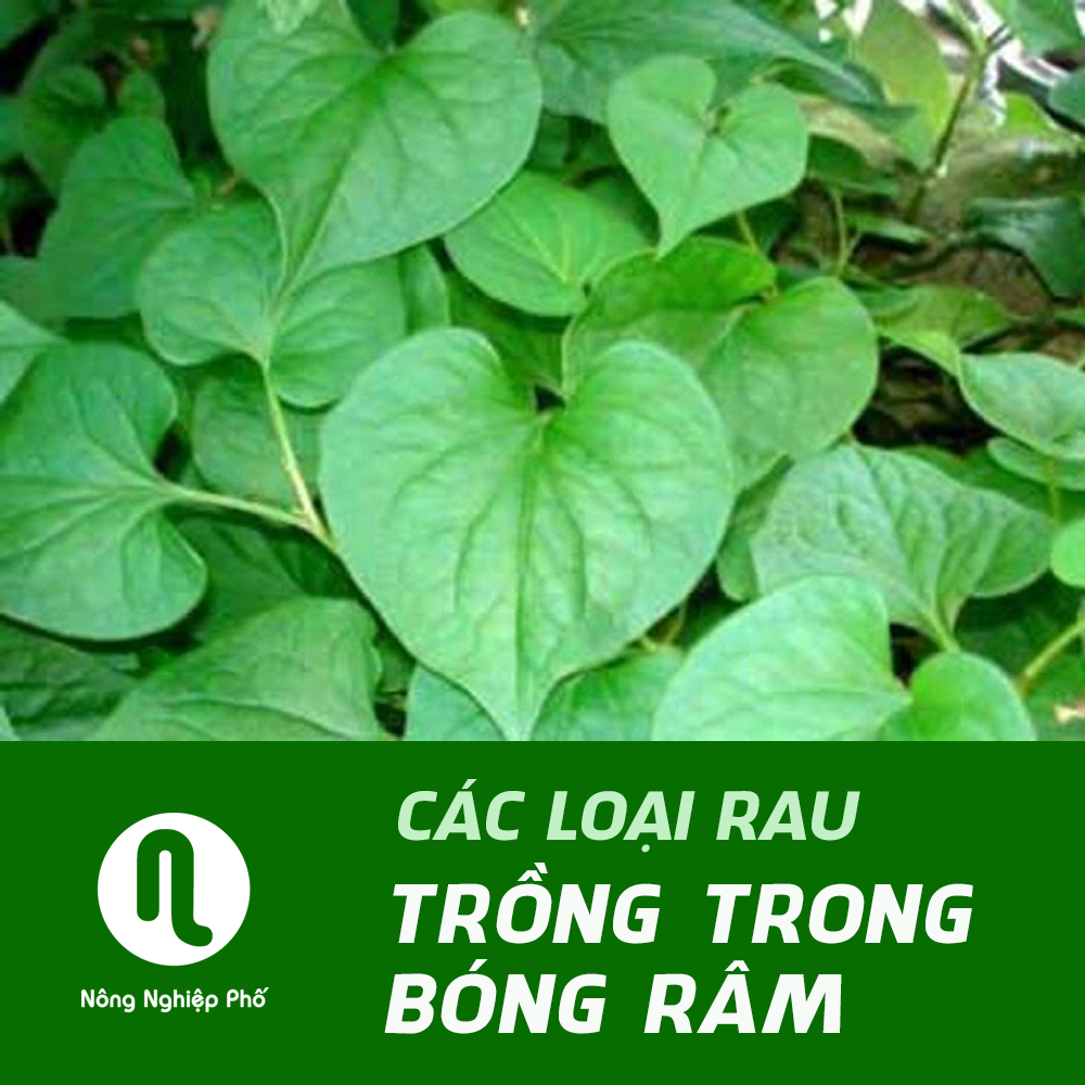 CÁC LOẠI RAU TRỒNG TRONG BÓNG RÂM – Nông Nghiệp Phố