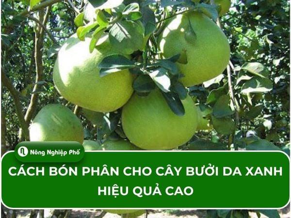Cách bón phân cho cây bưởi da xanh hiệu quả cao