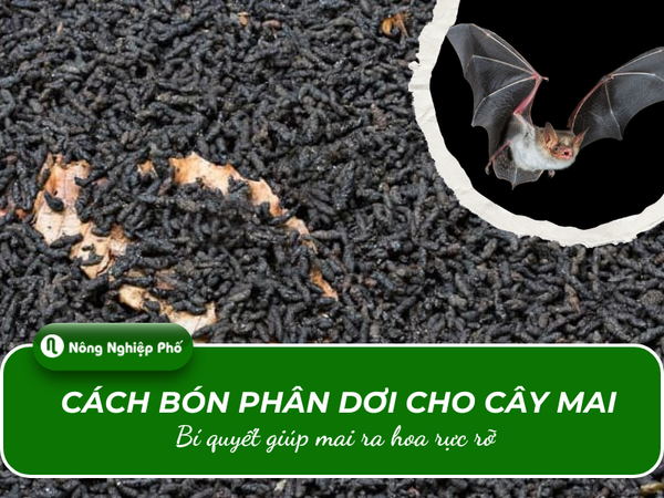 Cách bón phân dơi cho cây mai: Bí quyết giúp mai ra hoa rực rỡ