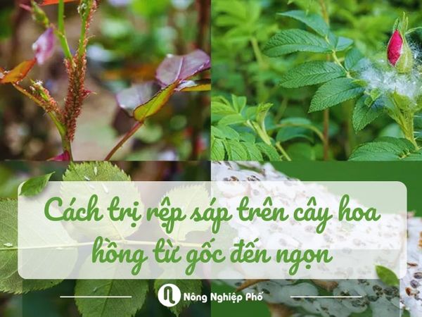 Cách trị rệp sáp trên cây hoa hồng từ gốc đến ngọn