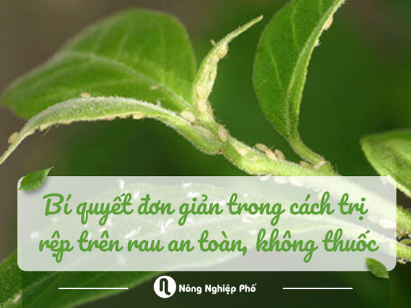 Bí quyết đơn giản trong cách trị rệp trên rau an toàn, không thuốc