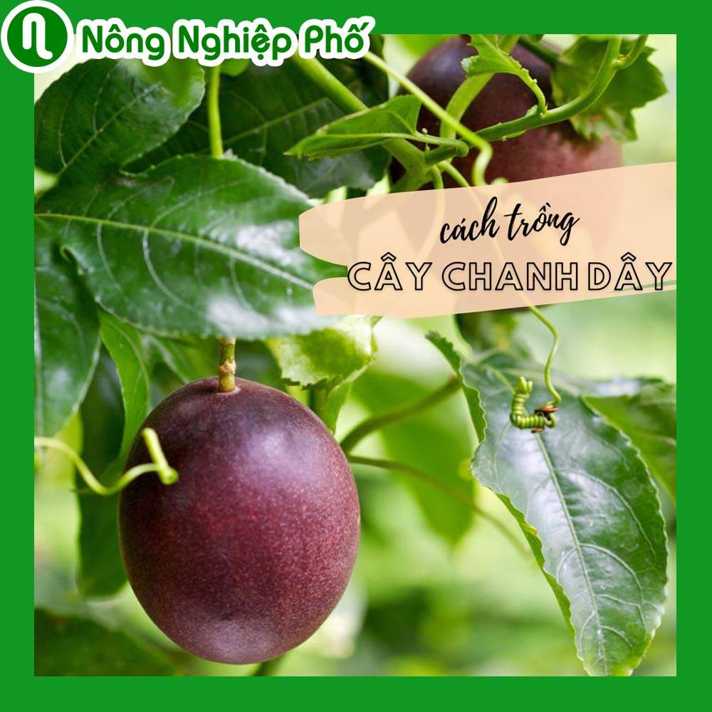 Cách trồng cây chanh dây trên sân thượng | Nông nghiệp phố – Nông ...