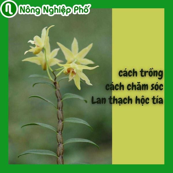 Cách trồng và chăm sóc lan thạch hộc tía | Nông nghiệp phố