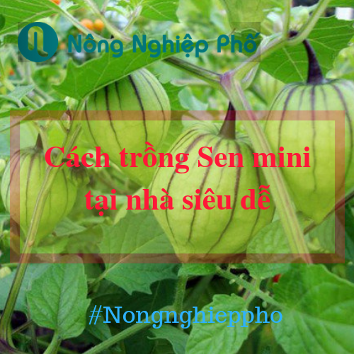 Cách trồng lồng đèn tại nhà vừa bổ vừa ngon