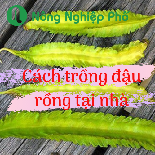 Cách trồng đậu rồng tại vườn nhà vừa sạch vừa ngon – Nông Nghiệp Phố