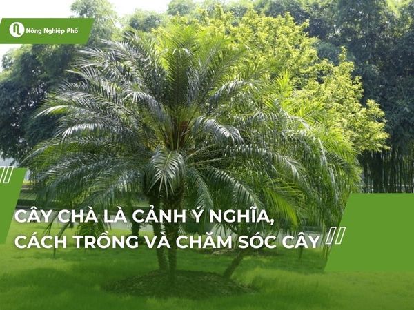 Cây chà là cảnh ý nghĩa, cách trồng và chăm sóc cây
