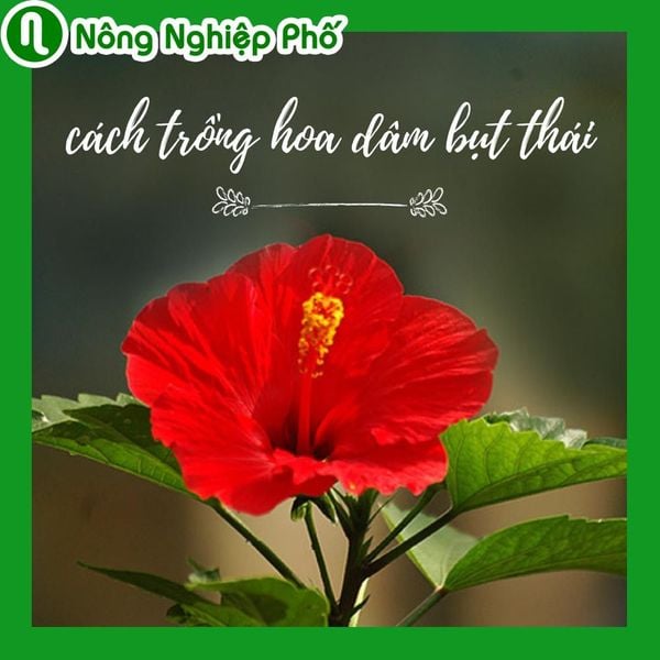 Cách trồng hoa dâm bụt thái tại nhà | Nông nghiệp phố