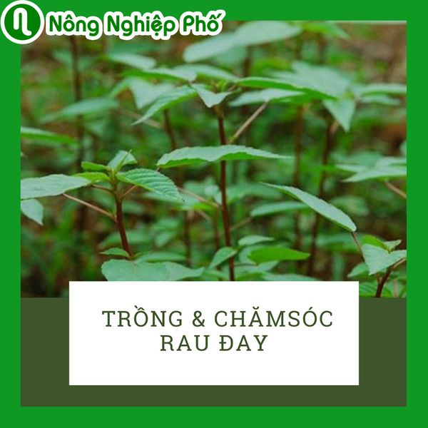 kỹ thuật trồng và chăm sóc rau đay tại nhà