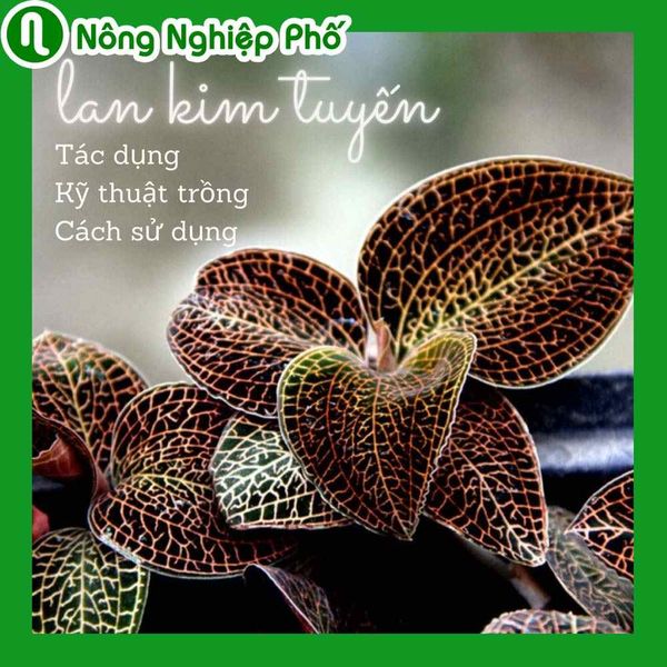 Lan kim tuyến, tác dụng, kỹ thuật trồng và cách sử dụng
