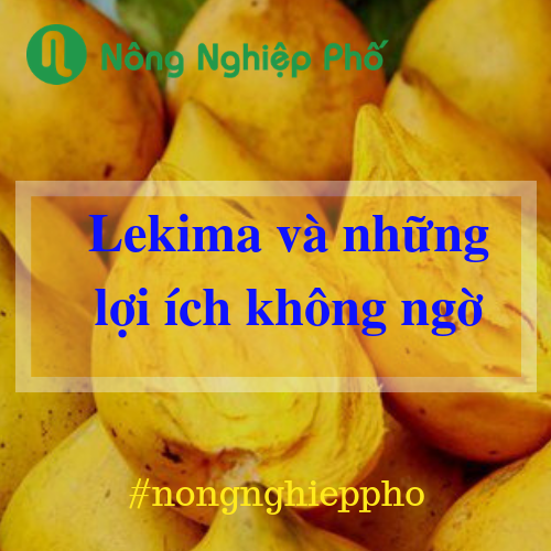 Lêkima và những lợi ích không ngờ.