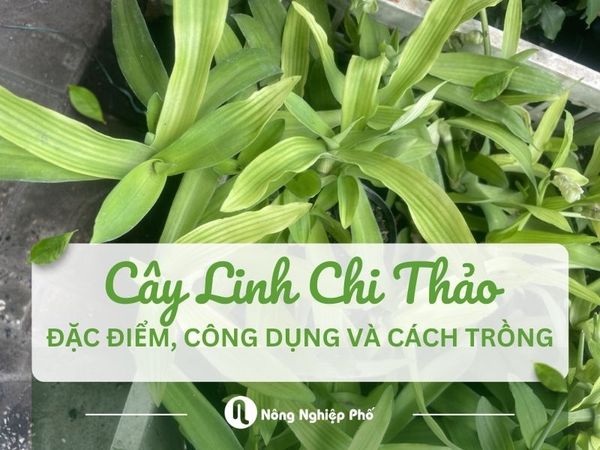 Cây linh chi thảo: Đặc điểm, Công dụng và Cách trồng
