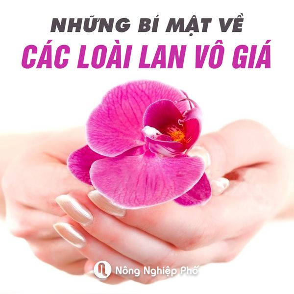 Những bí mật về các loài lan vô giá | NÔNG NGHIỆP PHỐ