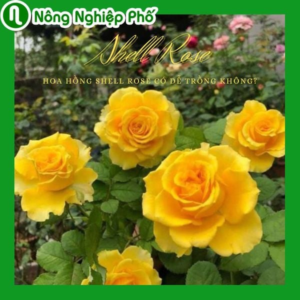 Hoa hồng Shell Rose có dễ trồng không