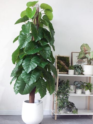 Danh mục các bài viết về cây trầu bà