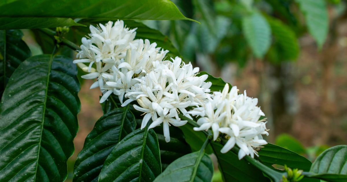 Hoa cà phê nở vào tháng mấy? 6 cách chăm sóc hoa ra quả đồng loạt