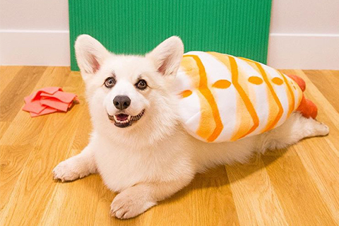 CUỘC TÌNH NGANG TRÁI CỦA SAMOYED & CORGI ??!?? – Corgi.vn