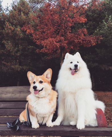 CUỘC TÌNH NGANG TRÁI CỦA SAMOYED & CORGI ??!?? – Corgi.vn