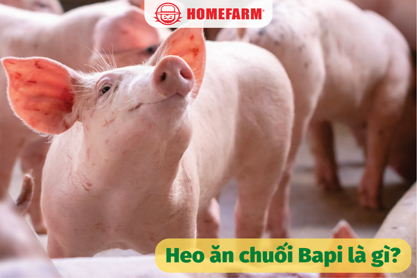 Cùng Homefarm tìm hiểu: Heo ăn chuối Bapi là gì? – Homefarm - Thực Phẩm ...