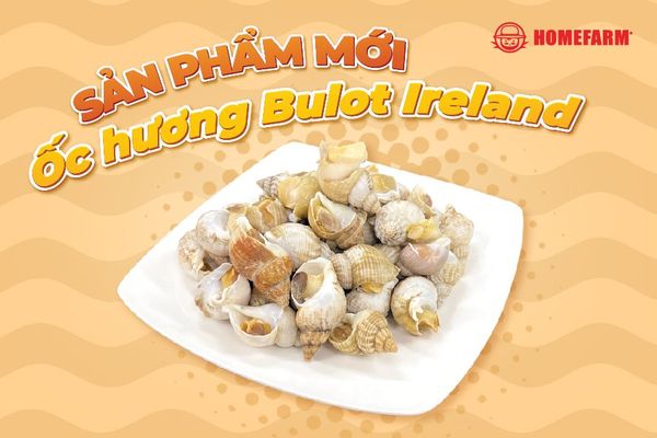 Ốc hương Bulot Ireland đã có mặt trên kệ hàng của Homefarm – Homefarm ...