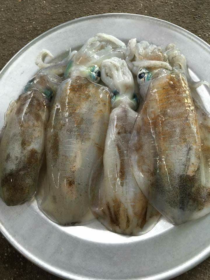 PHÂN BIỆT MỰC LÁ VÀ MỰC NANG? BÍ QUYẾT CHỌN MỰC TƯƠI