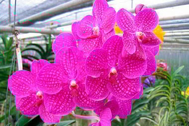 Lan Vanda đặc điểm thích nghi và cách chăm sóc – MÊ LAN