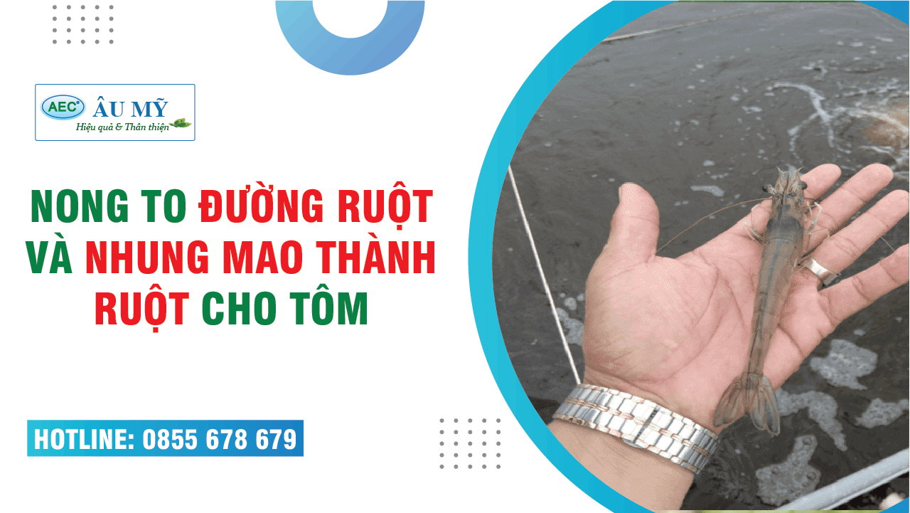 NONG TO ĐƯỜNG RUỘT VÀ NHUNG MAO THÀNH RUỘT TÔM BẰNG CÁCH NÀO? – ÂU MỸ AEC