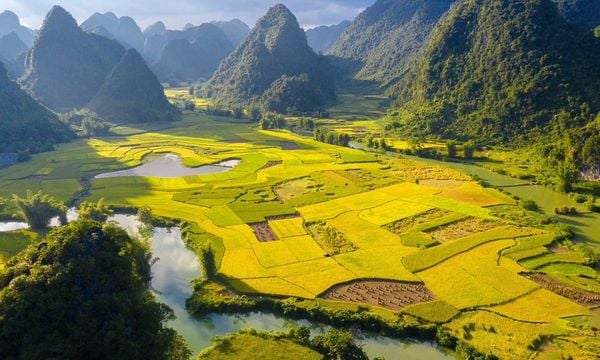 CHECK-IN NGAY 5 ĐIỂM NGẮM MÙA LÚA CHÍN ĐẸP NHẤT 2025 – ADAM STORE ...