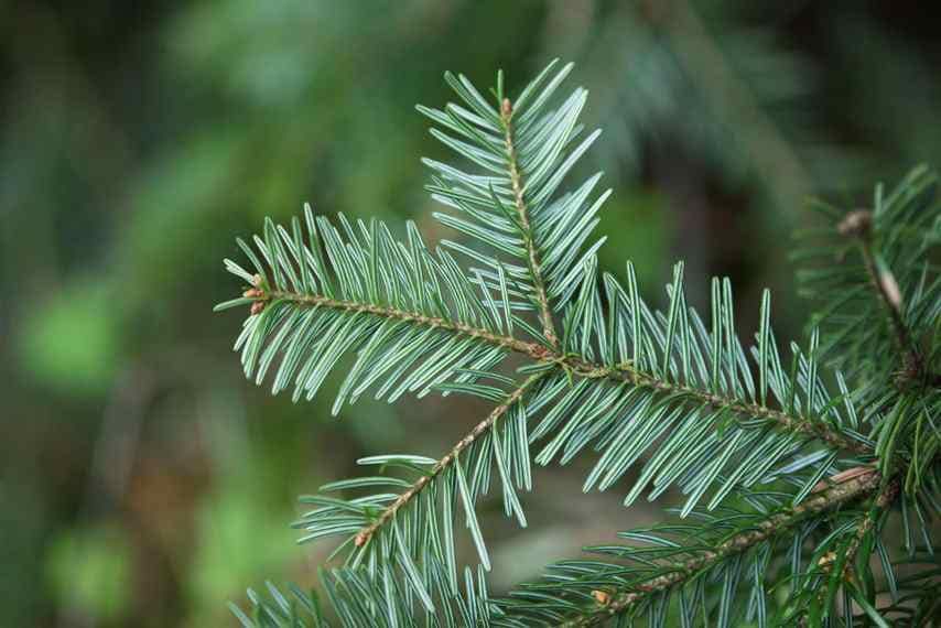 LINH SAM SIBERIA “CỨU” MỌI NGƯỜI KHỎI CÁI LẠNH VÀ NỖI BUỒN - DẦU MASSA ...