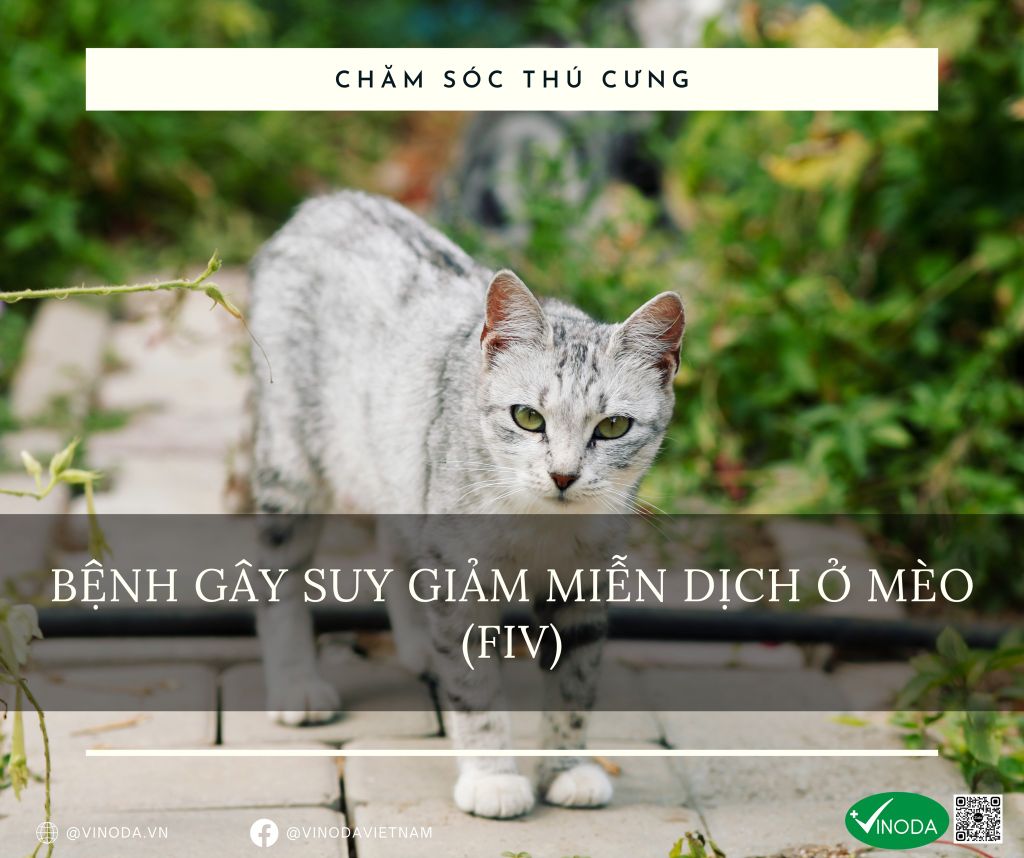 Bệnh gây suy giảm miễn dịch ở mèo (FIV) – Công ty TNHH Thương Mại VINODA