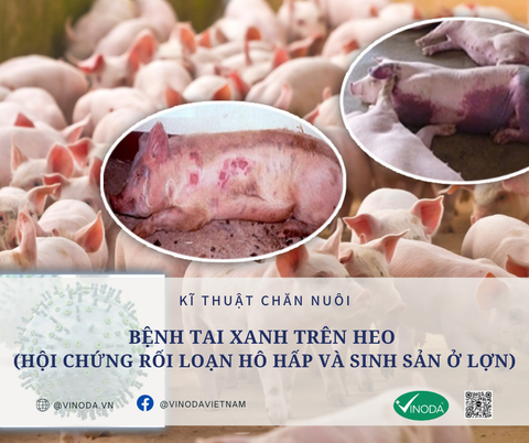 Kỹ thuật Chăn nuôi – Tagged "heo mau lớn, mẹo nuôi heo, Heo giống ...
