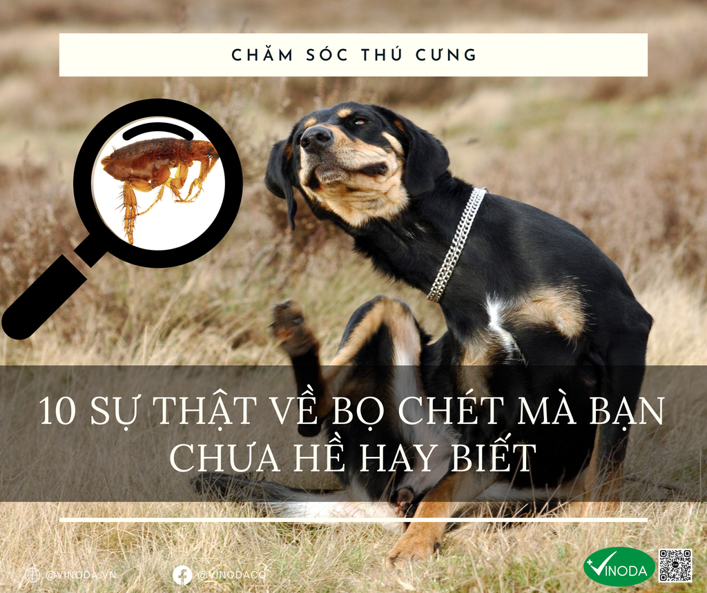 10 sự thật về bọ chét mà bạn chưa hề biết! – Công ty TNHH Thương Mại VINODA
