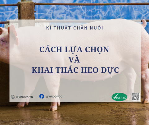 Kỹ thuật Chăn nuôi – Tagged "heo mau lớn, mẹo nuôi heo, Heo giống ...